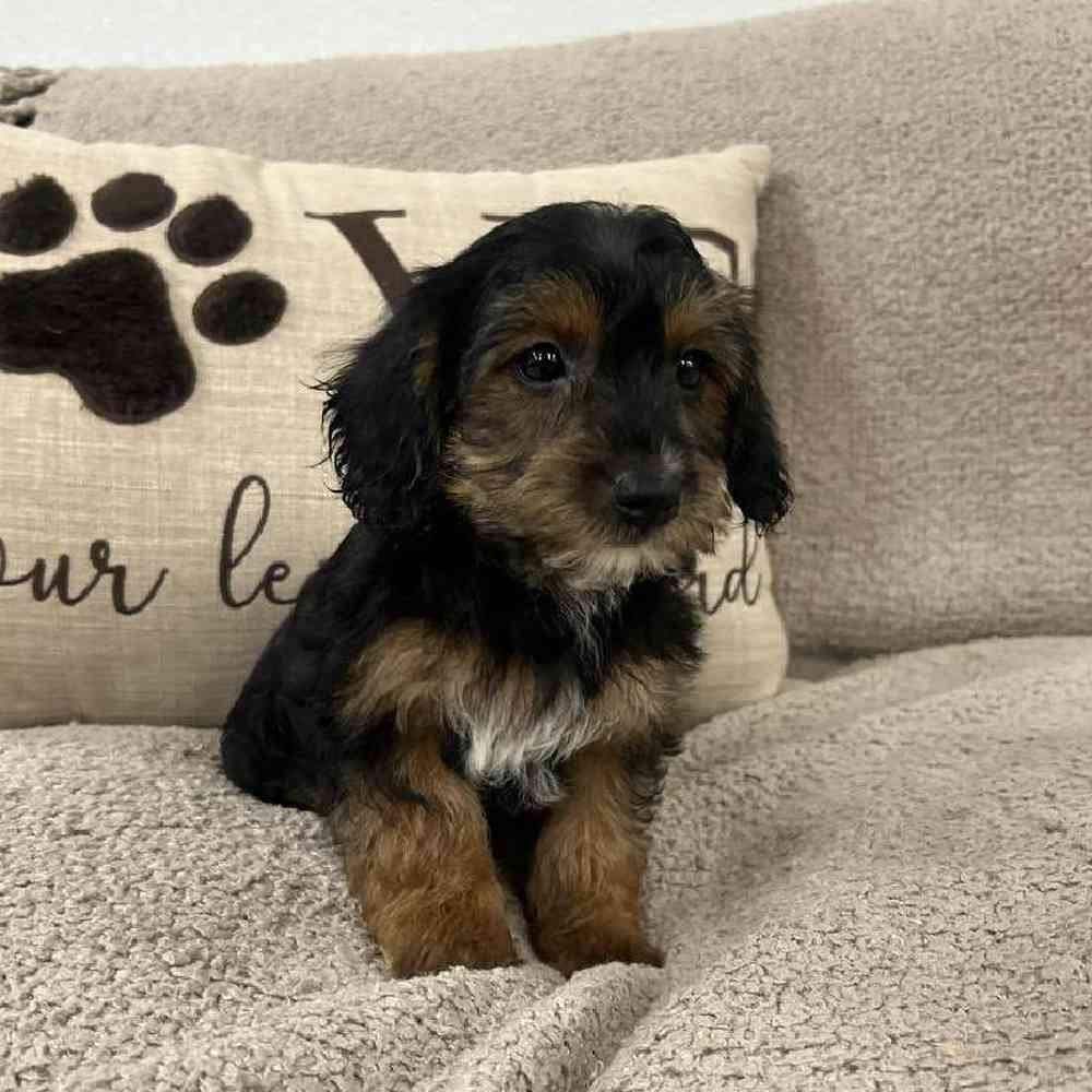 Morkie-Poo Puppy for sale - The Perfect Puppy West Warwick