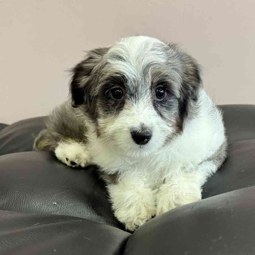 Mini Aussie Mix Puppy for sale - The Perfect Puppy Plainville MA