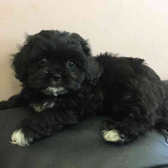 Peke-a-poo Puppy for sale - The Perfect Puppy Plainville MA