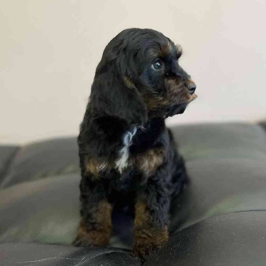 Puppy for Sale
