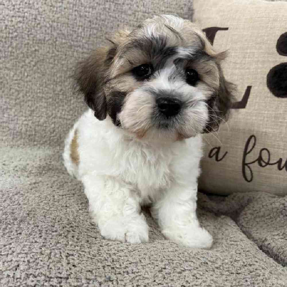 Shih-chon (Teddy Bear) Puppy for sale - The Perfect Puppy West Warwick