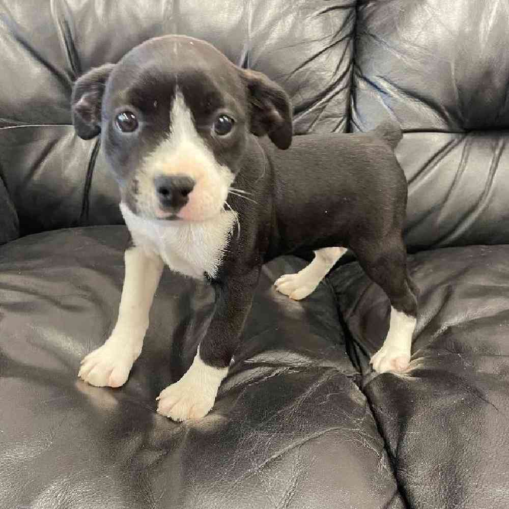 Boston Terrier Mix Puppies for sale
