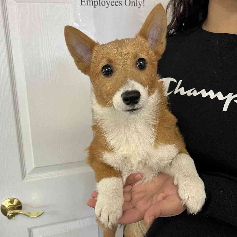 Pembroke Welsh Corgi Puppy for sale - The Perfect Puppy West Warwick