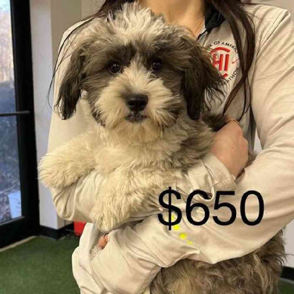 Shih-chon (Teddy Bear) Puppy for sale - Scituate RI