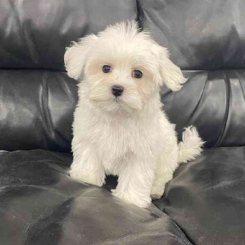 Morkie-Poo Puppies for sale