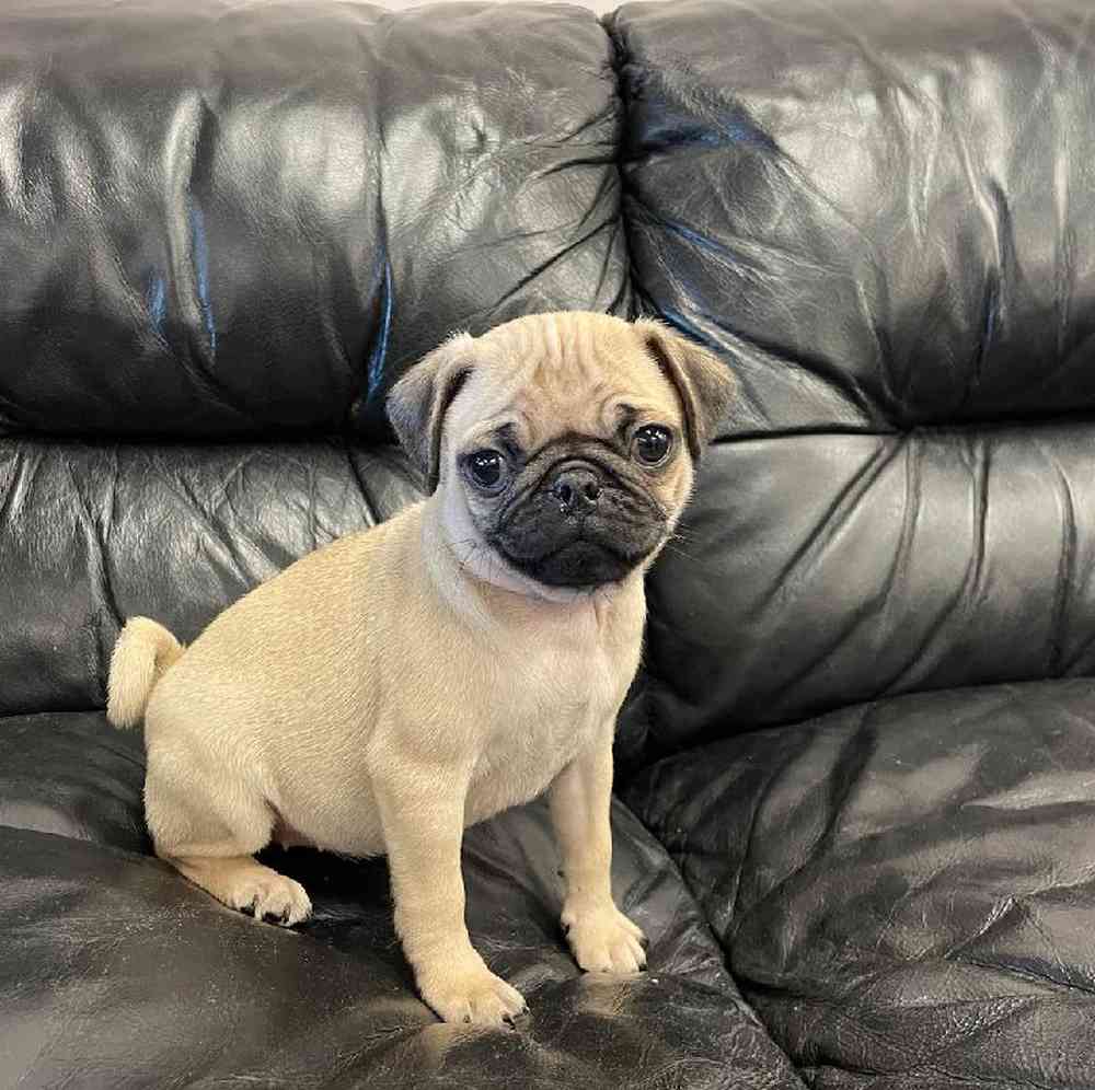 Pug pups for sale store