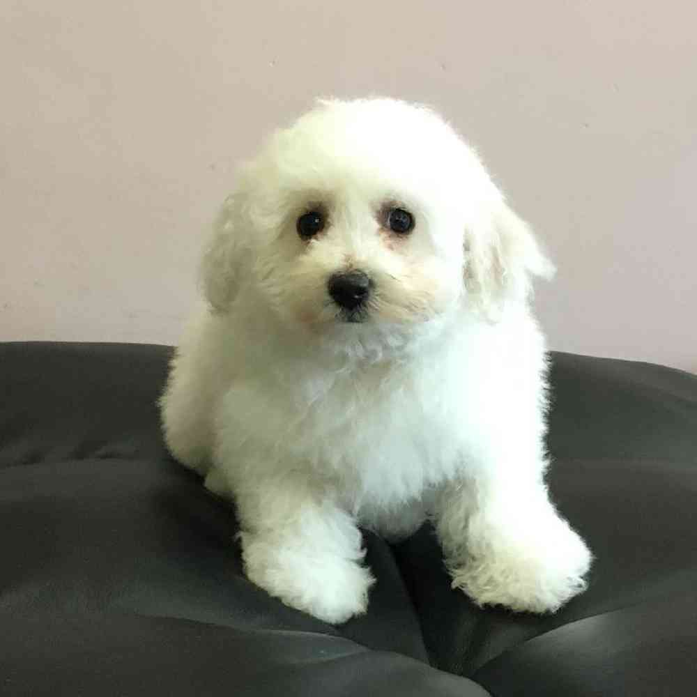 Bichon Puppy for sale - The Perfect Puppy Plainville MA