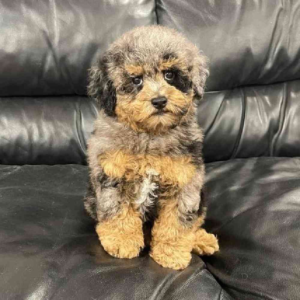 Silky-Poo Puppies for sale