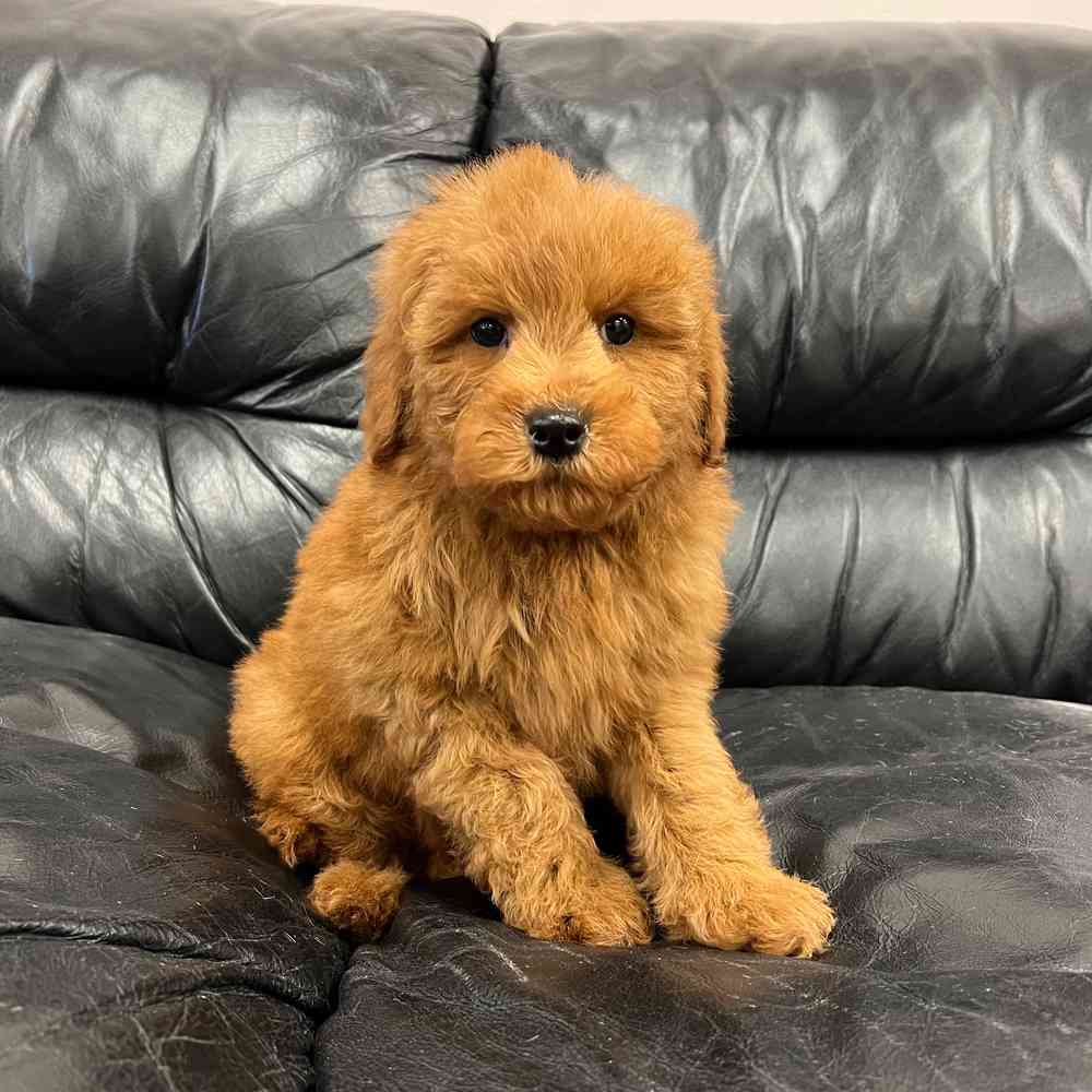Mini Goldendoodle Puppy for sale - The Perfect Puppy West Warwick