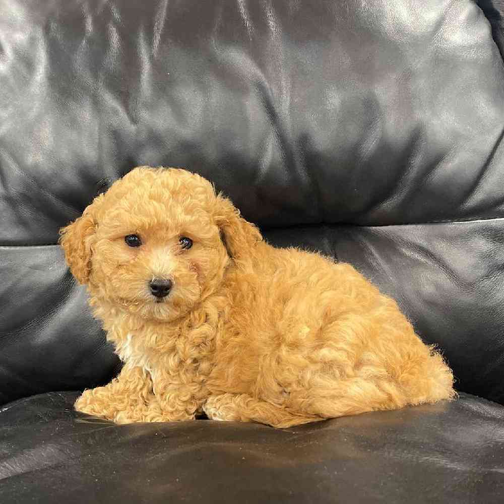 Morkie-Poo Puppies for sale