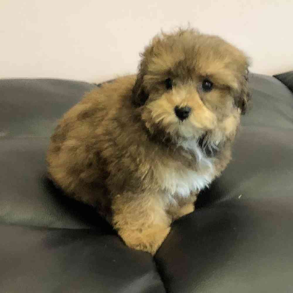 Silky-Poo Puppies for sale