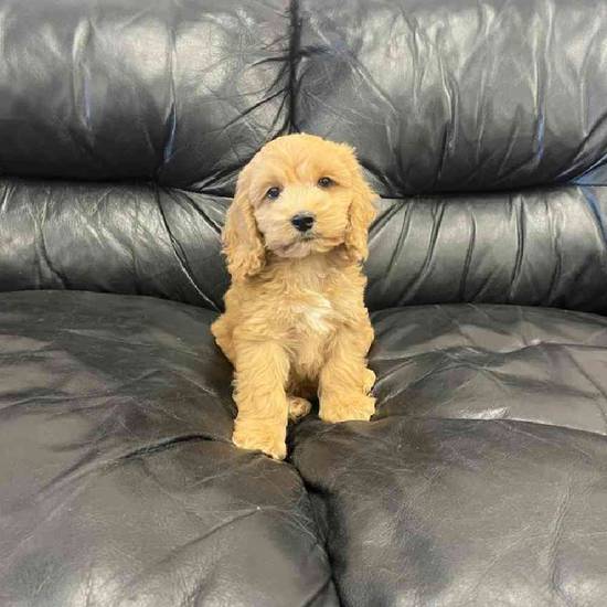Puppy for Sale