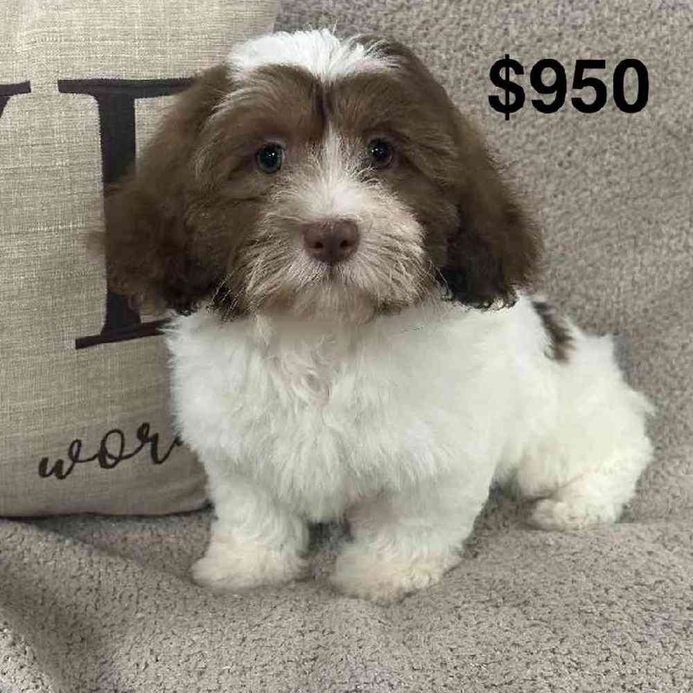 Shih-Poo Puppy for sale - The Perfect Puppy Plainville MA