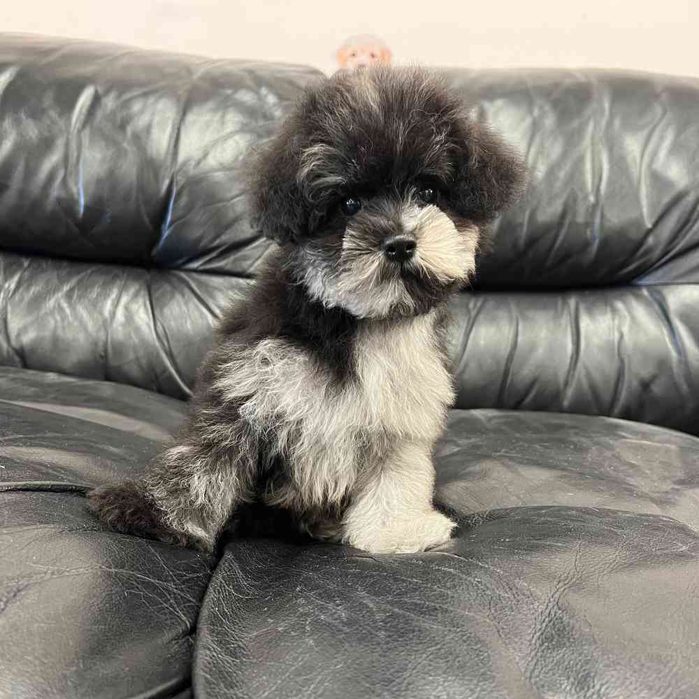Bichon-Poo Puppy for sale - Scituate RI