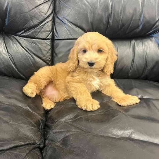 Puppy for Sale