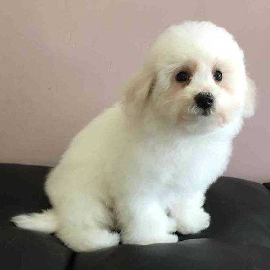 Puppy for Sale
