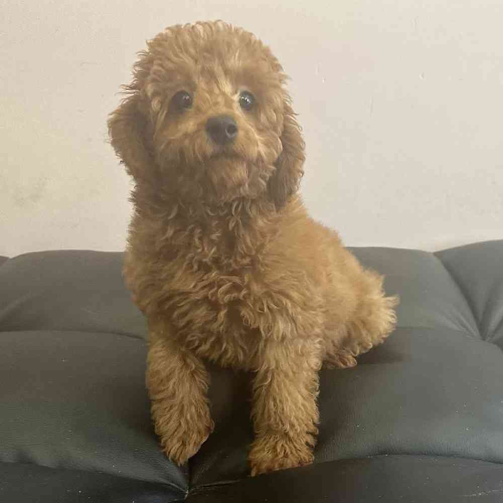 Mini Goldendoodle Puppy for sale - The Perfect Puppy Plainville MA