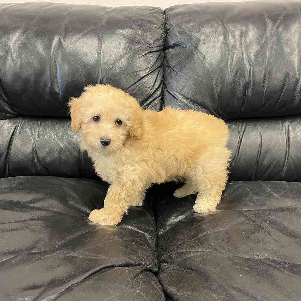 Mini Aussiedoodle Puppies for sale