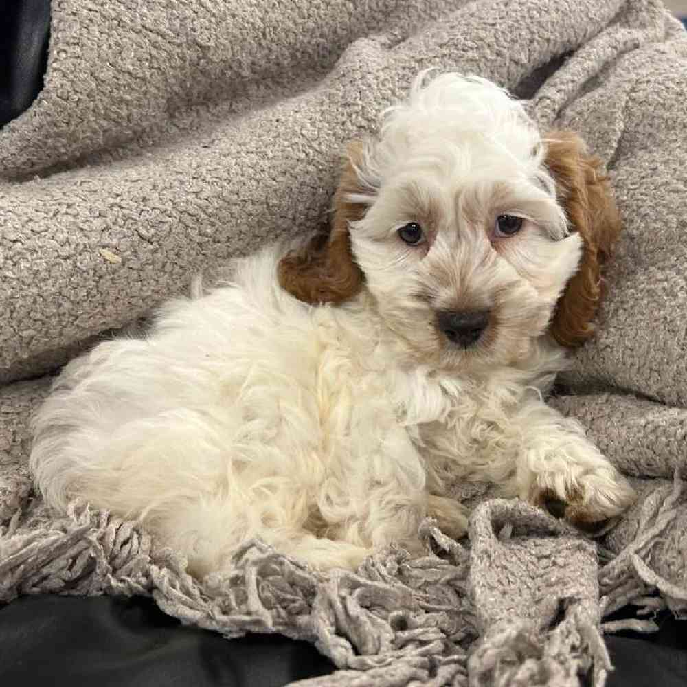 Cocker Spaniel-Mini Goldendoodle Puppies for sale