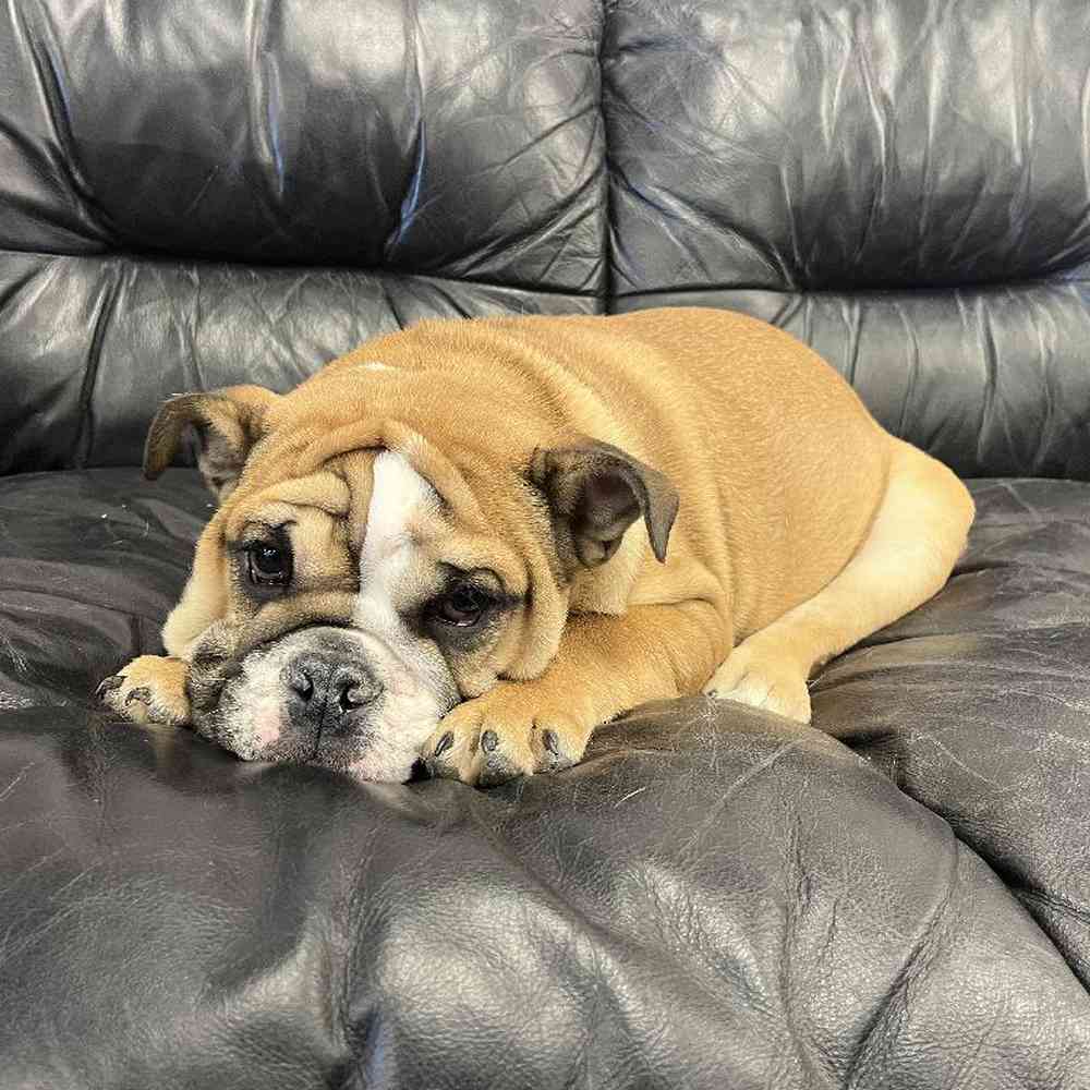 English Bulldog-Shar Pei Puppies for sale