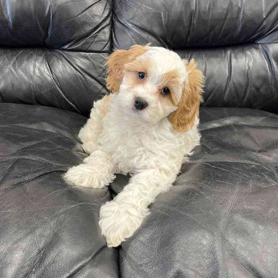 Puppy for Sale
