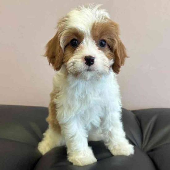 Puppy for Sale