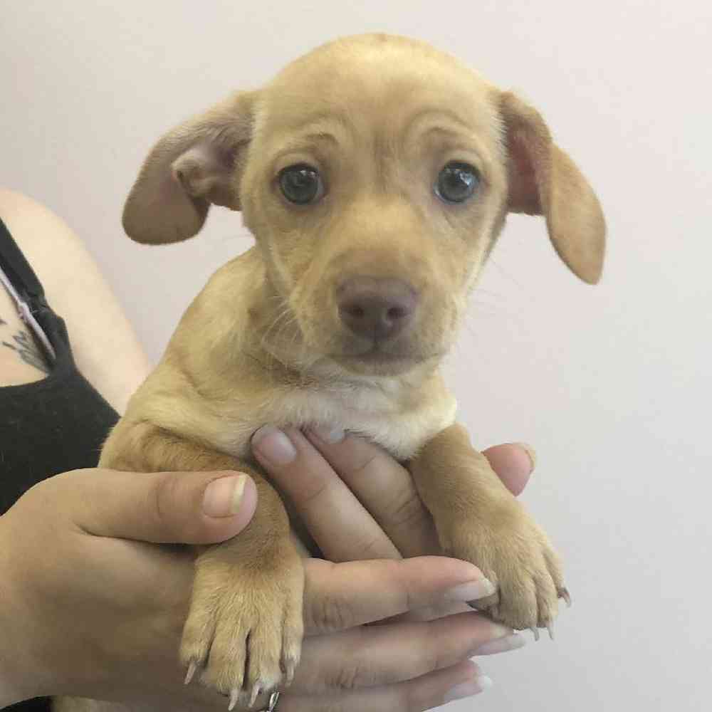 Chiweenie Puppies for sale