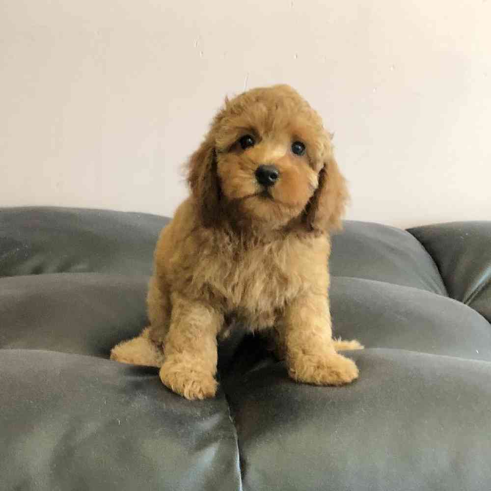 Cocker Spaniel-Mini Goldendoodle Puppies for sale