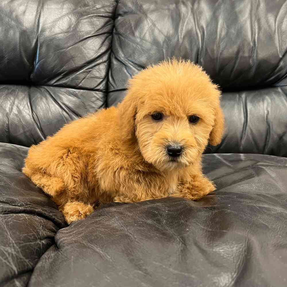 Mini Goldendoodle-Mini Labradoodle Puppies for sale