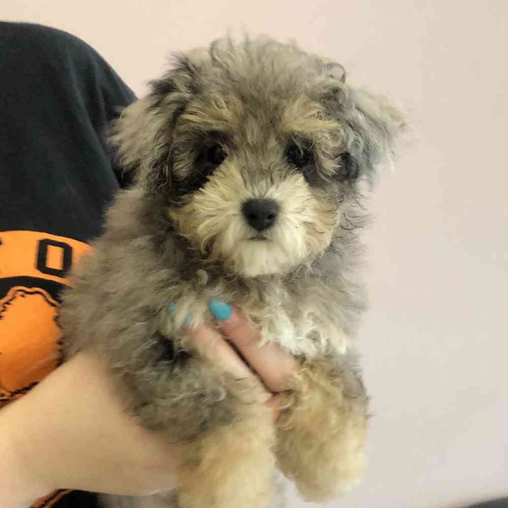 Silky-Poo Puppies for sale
