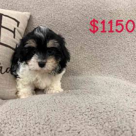 Cavapoo Mix Puppies for Sale {location_separator}