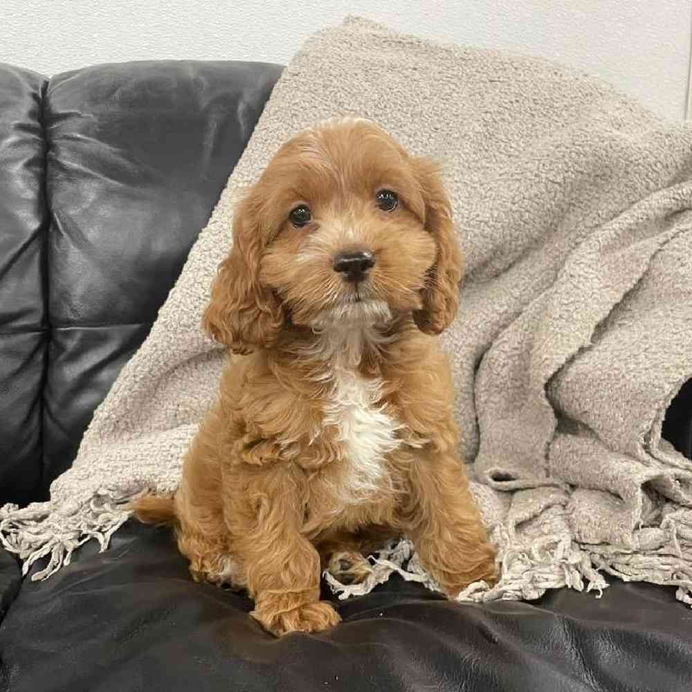 Cocker Spaniel-Mini Goldendoodle Puppies for sale