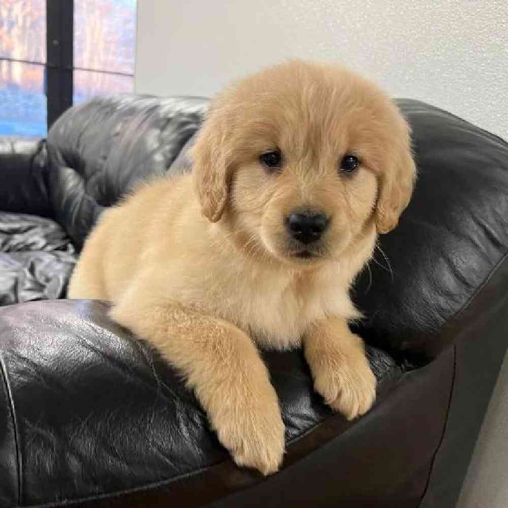 Golden Retriever Puppy for sale - Scituate RI