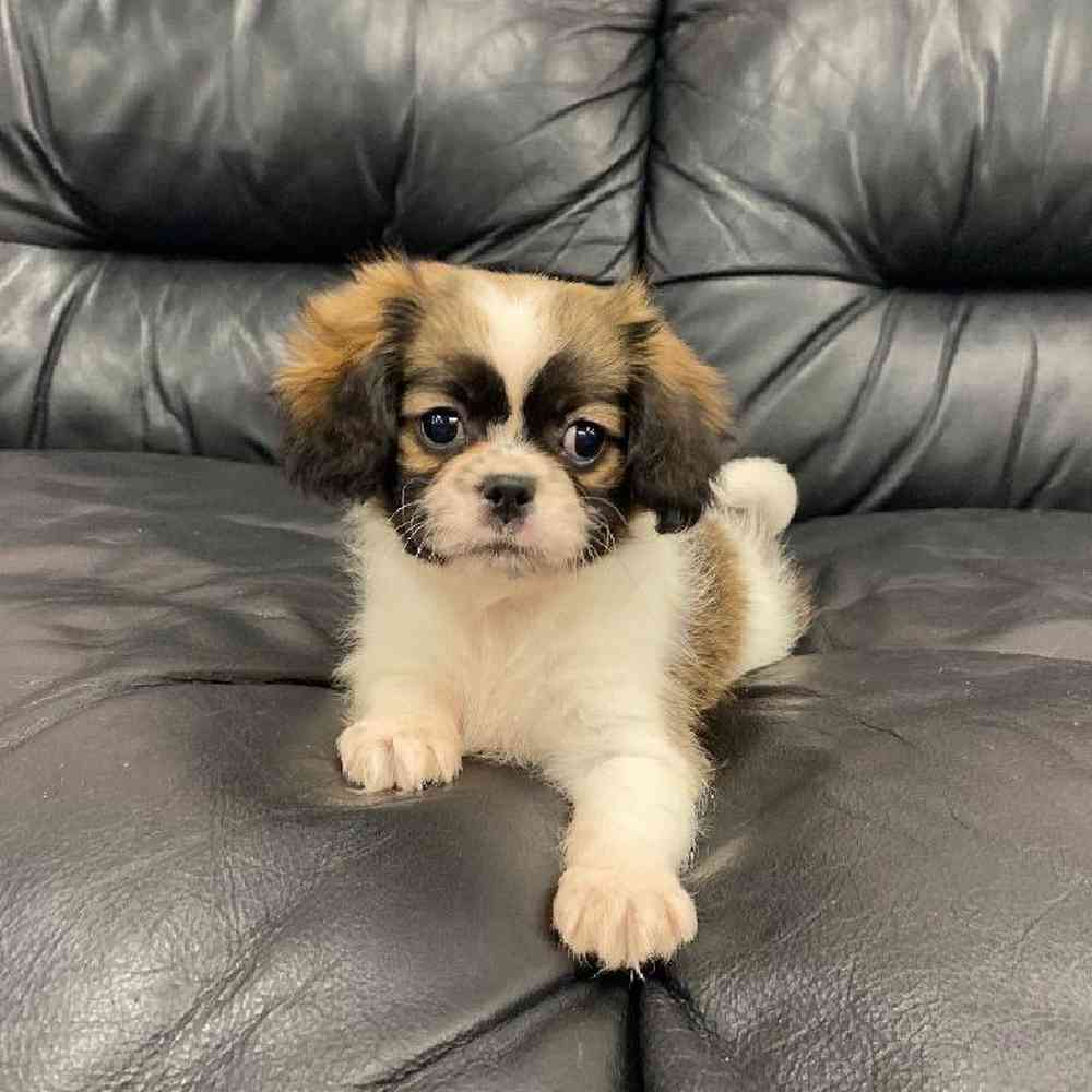 Puglier Puppies for sale
