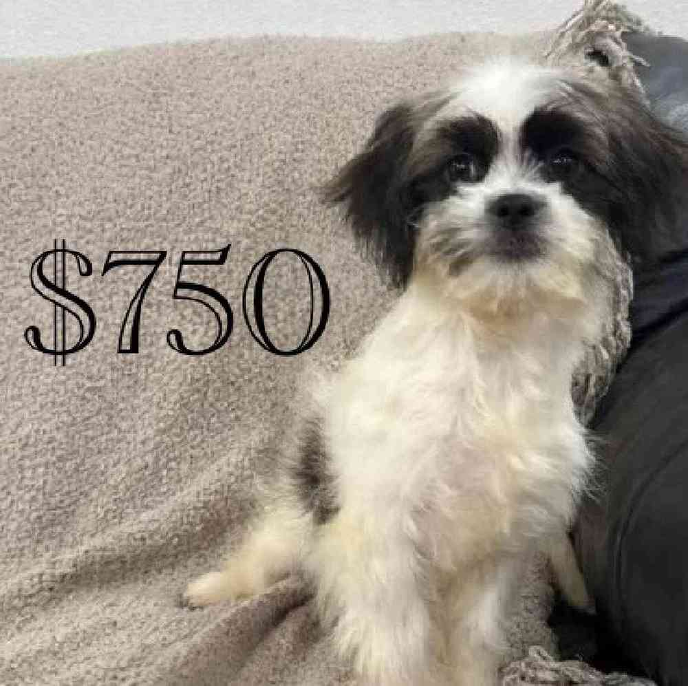 Shih-Poo Puppy for sale - Scituate RI
