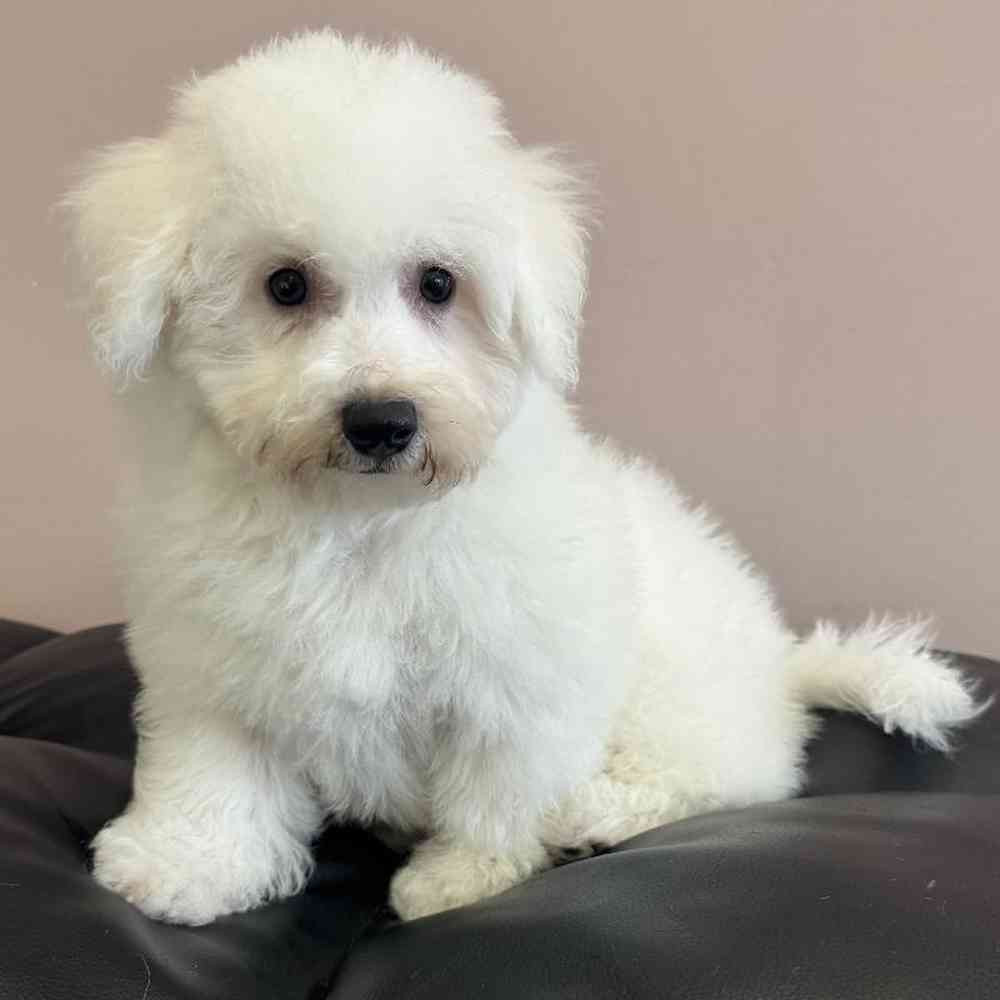 Bichon Puppy for sale - The Perfect Puppy Plainville MA