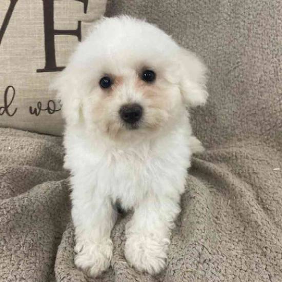 Puppy for Sale