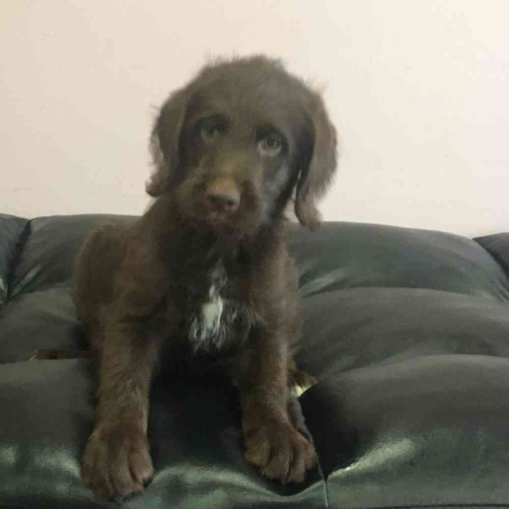 Labradoodle Mix Puppies for sale