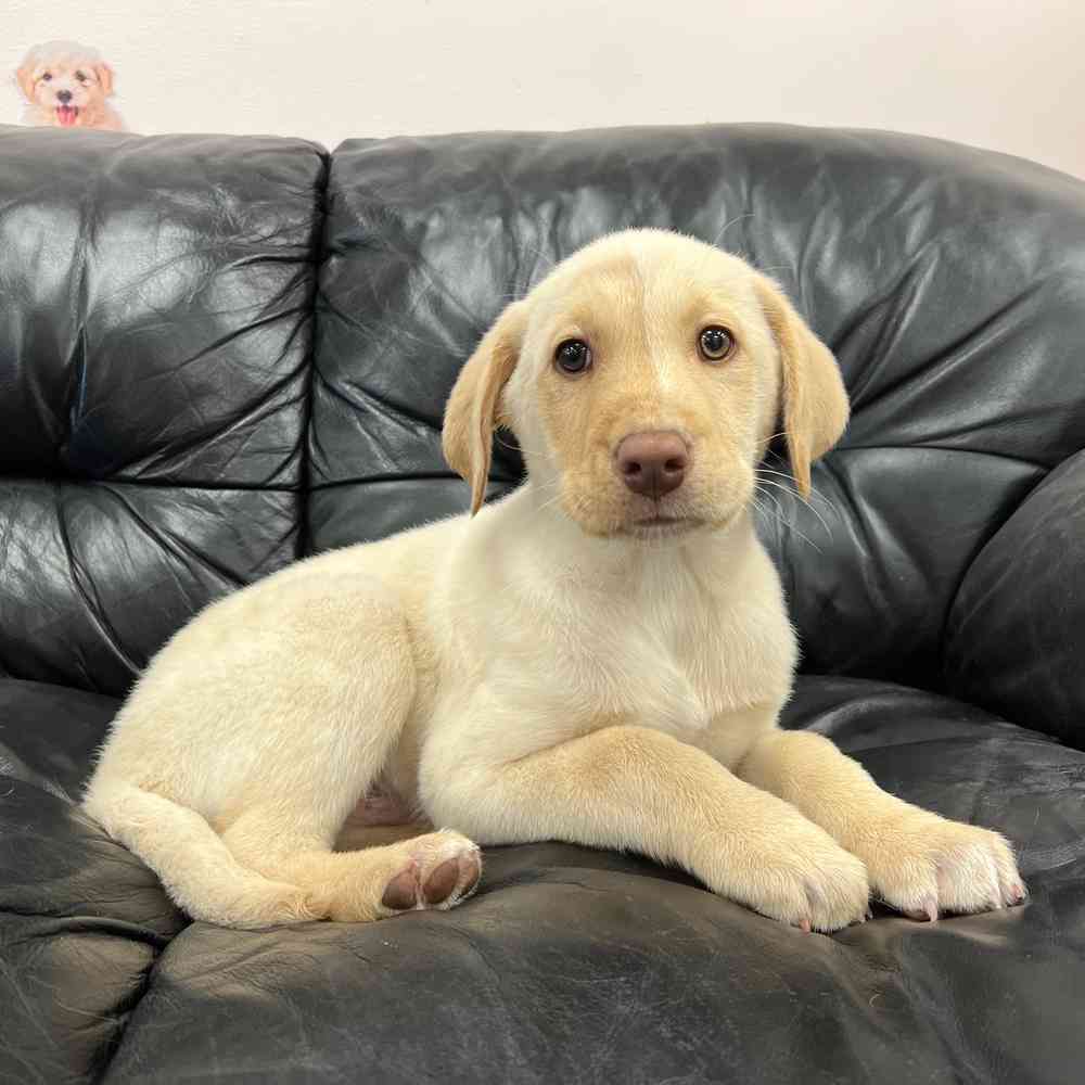 Labrador Retriever Puppy for sale - The Perfect Puppy West Warwick