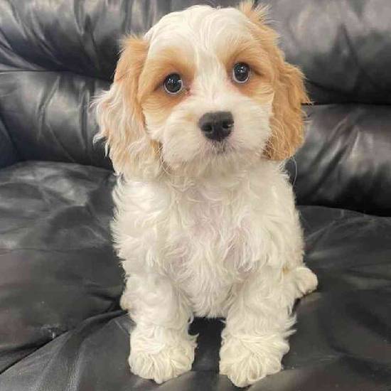 Puppy for Sale