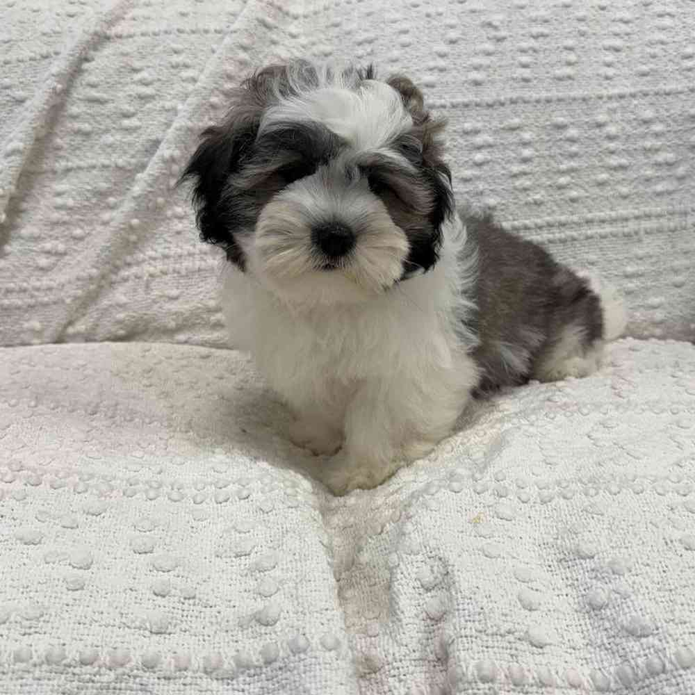 Shih-chon (Teddy Bear) Puppy for sale - The Perfect Puppy West Warwick