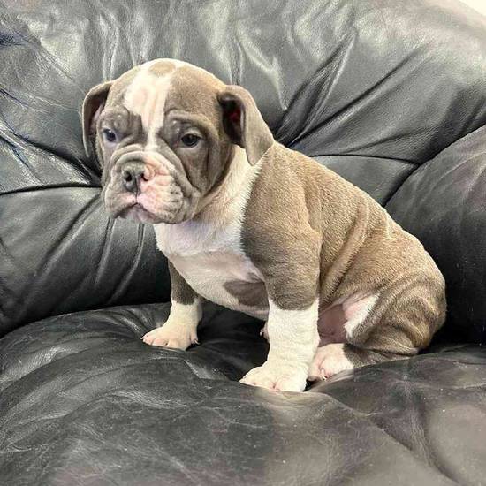 Puppy for Sale