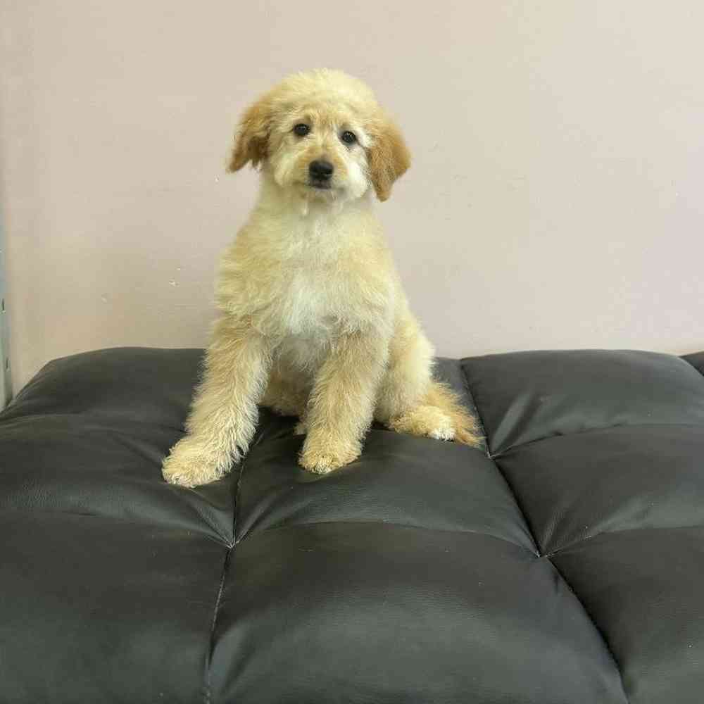 Cocker Spaniel-Mini Goldendoodle Puppies for sale