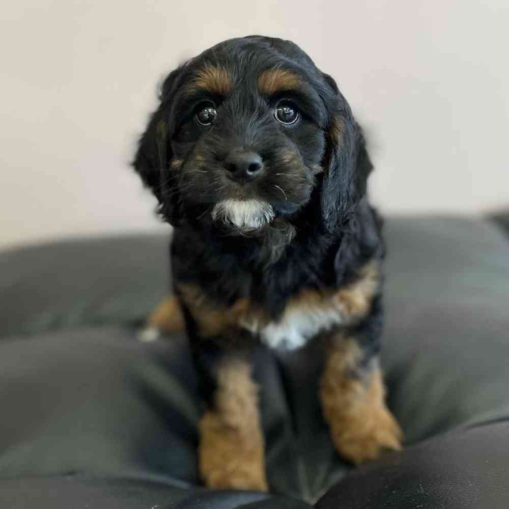 Cocker Spaniel-Mini Goldendoodle Puppies for sale