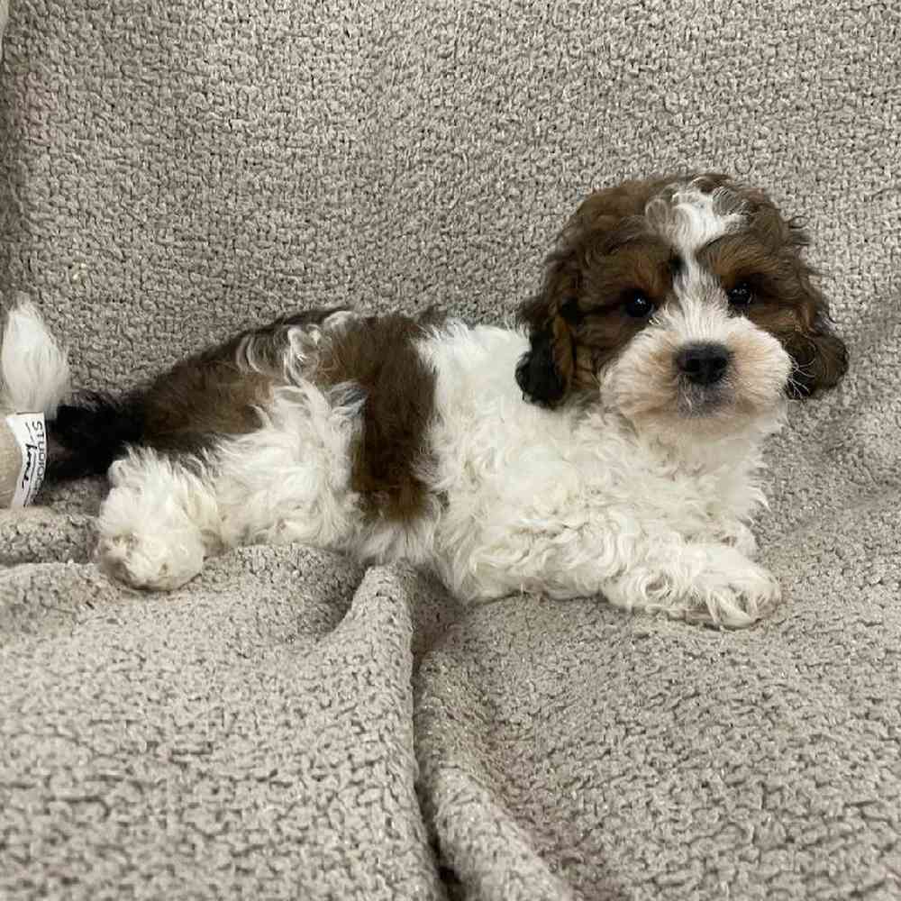 Shih-chon (Teddy Bear) Puppy for sale - The Perfect Puppy West Warwick