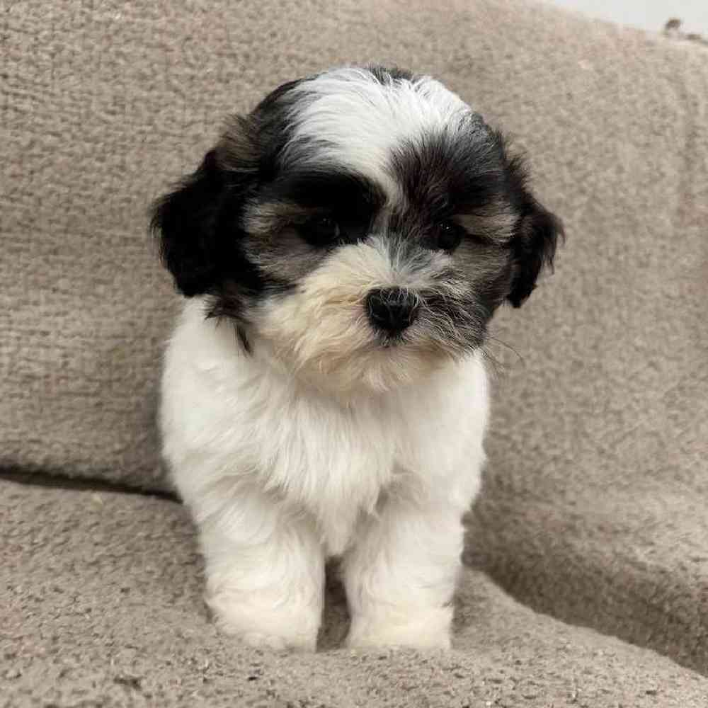 Shih-chon (Teddy Bear) Puppies for sale