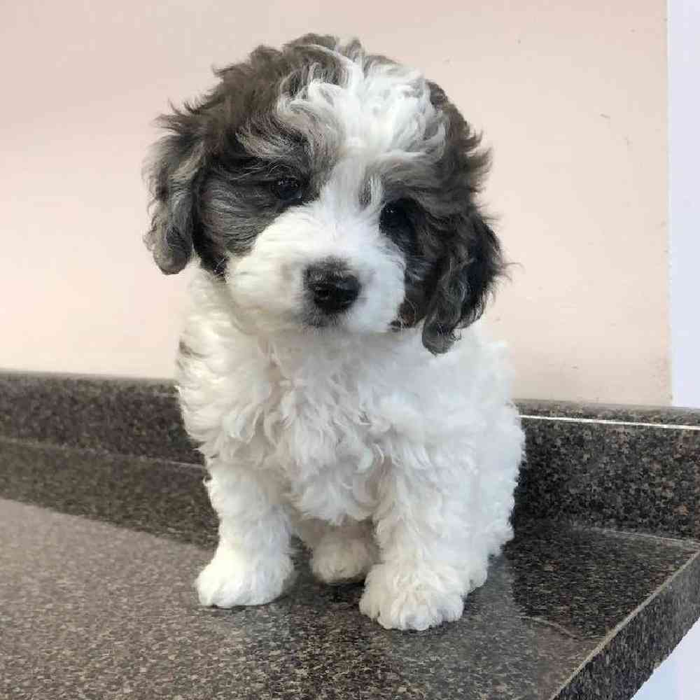 Cockerpoo-Bichon Puppies for sale
