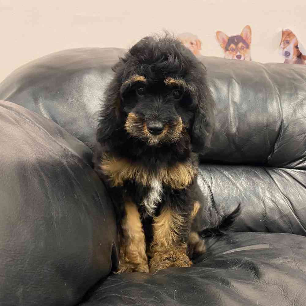 Cavapoo Mix Puppies for sale