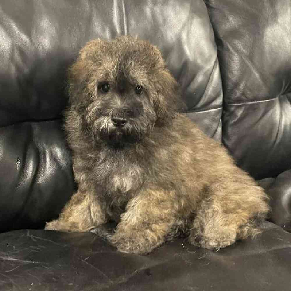 Bichon-Poo Puppy for sale - Scituate RI