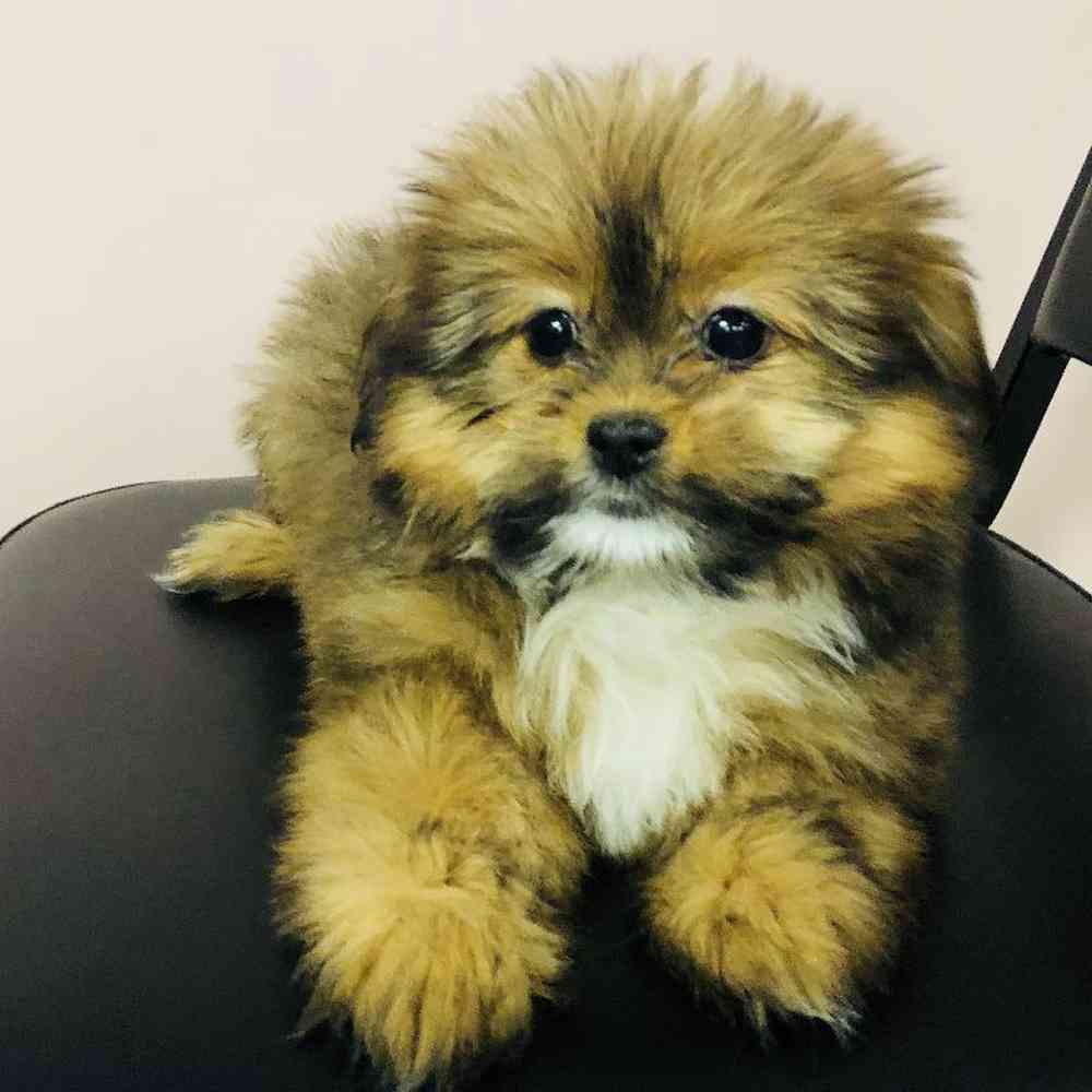 Pom-Shih Puppies for sale